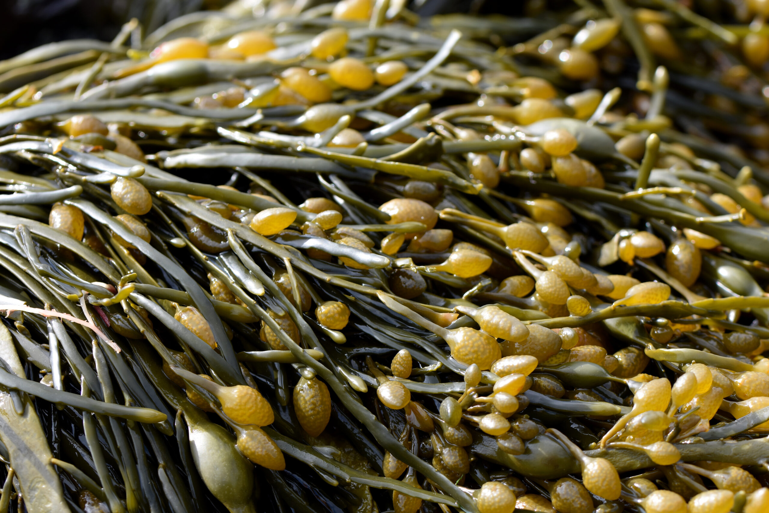 3 Ways All-Natural Seaweed Can Improve People's Lives and Health