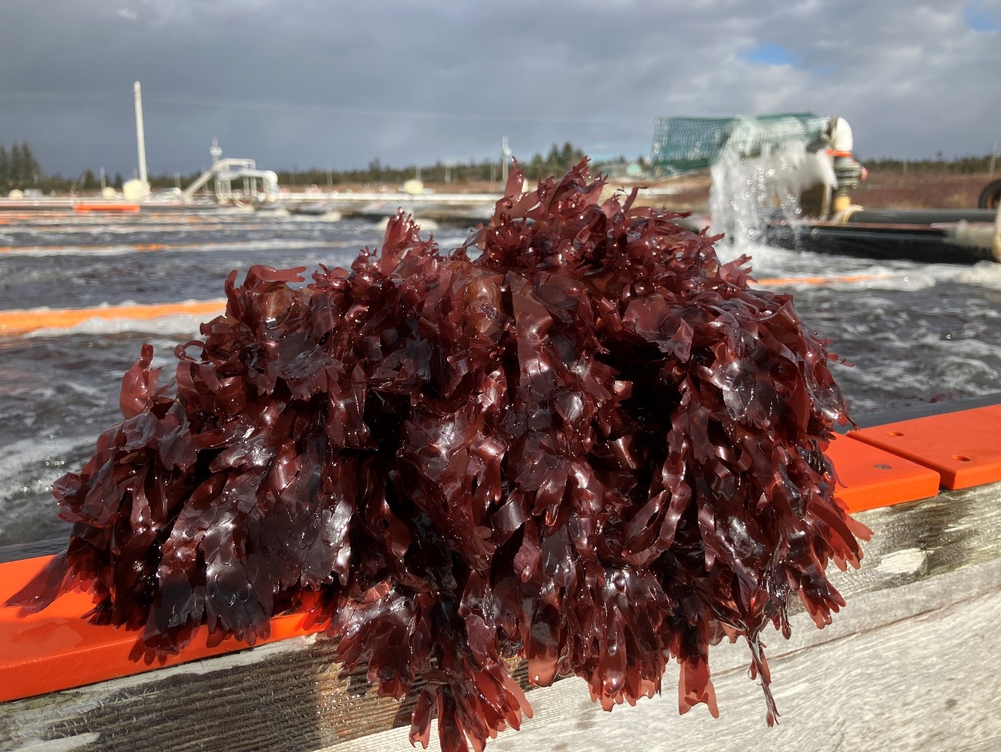 Looking for Prebiotic Fiber Foods? Dulse Is a Good Source
